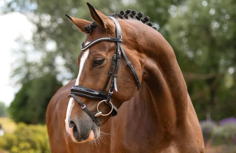 Chalmaz (Wallach) Profil mit allen Infos zum Pferd