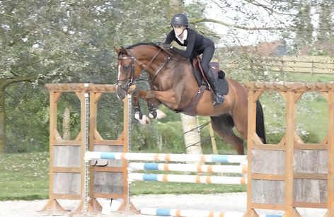 Don (Wallach) Profil mit allen Infos zum Pferd