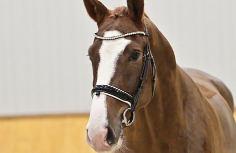 Superior (Wallach) Profil mit allen Infos zum Pferd