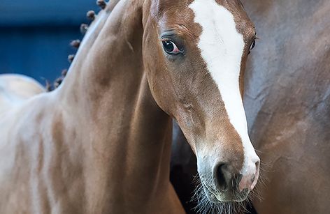 Perfil de Vinidy Courtier HH (yegua) con1 vídeos: *2025