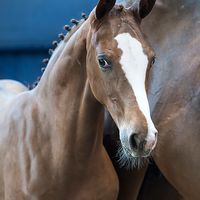 Perfil de Vinidy Courtier HH (yegua) con1 vídeos: *2025