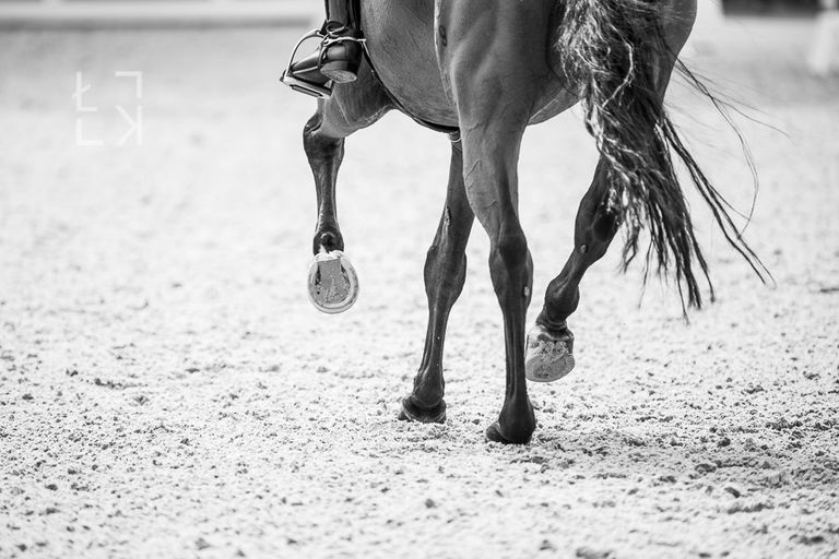 Suitability Test 3 y horses - Hungarian Championship - Pilisjászfalu ...