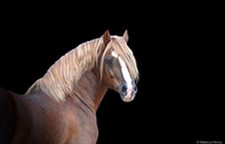 Sale Day 2 - Brightwells Autumn Cob Sale - 2019 | Videos, Live Streams ...