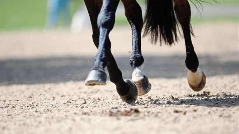 Live Stream - Grand National FFE - AC Print de dressage - Barbaste ...