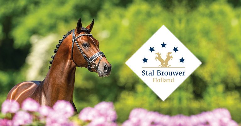 Live Stream - Stal Brouwer Auction - CH Eext - 2026 | Videos, Live ...