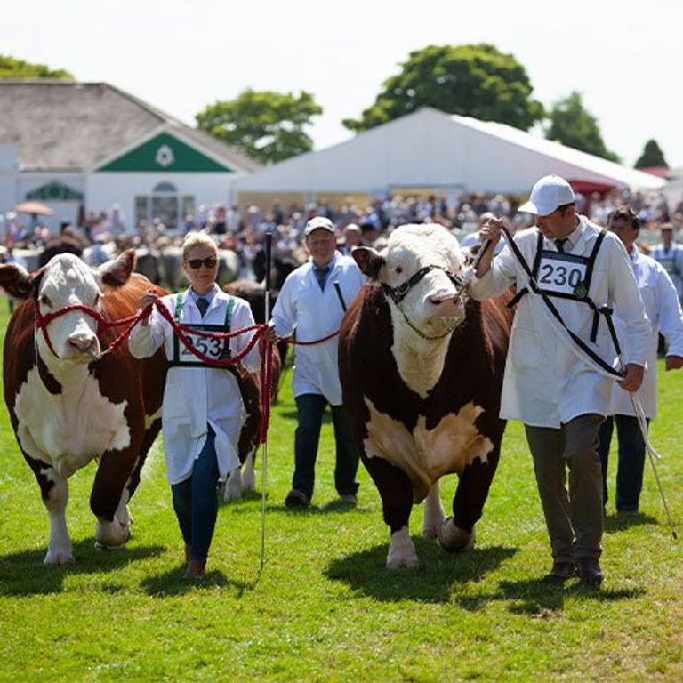 International Stairway - Great Yorkshire Show - 2023 | Videos, Live ...