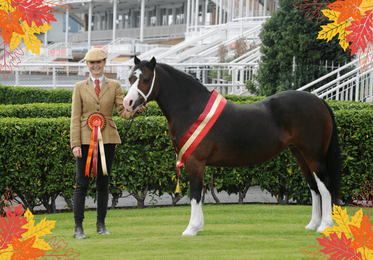 Live Stream - Aintree - Autumn Spectacular 2026 - 2026 | Videos, Live ...