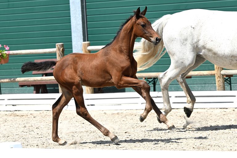 Live Stream - 3RD Schockemoehle - Helgstrand International Online ...