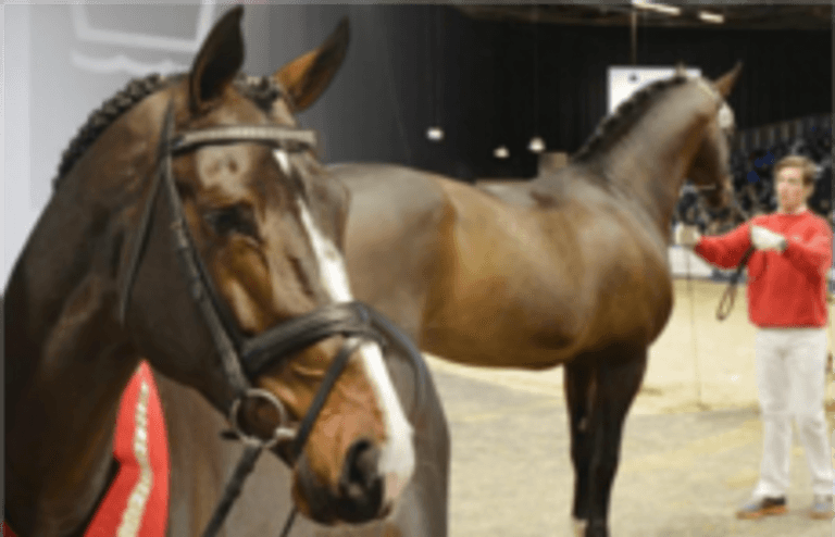 DANSK HESTEFORSIKRING Spring Auction - Herning Horse Show ...