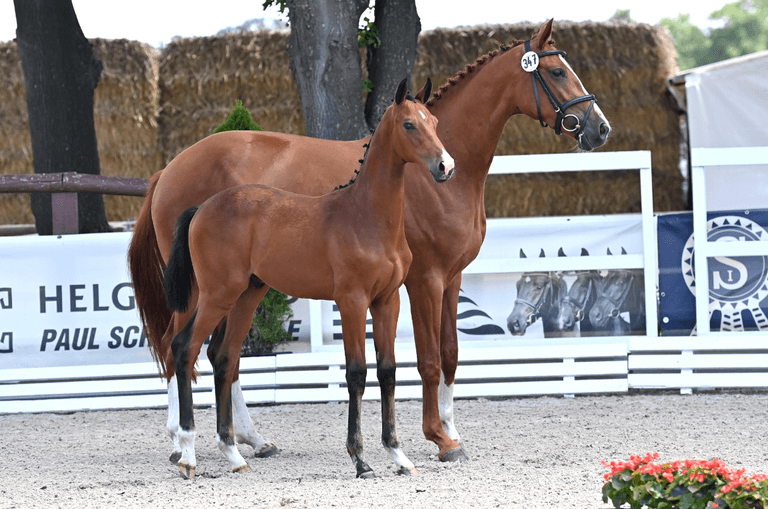 Live Stream - 2nd Schockemöhle - Helgstrand International Online ...