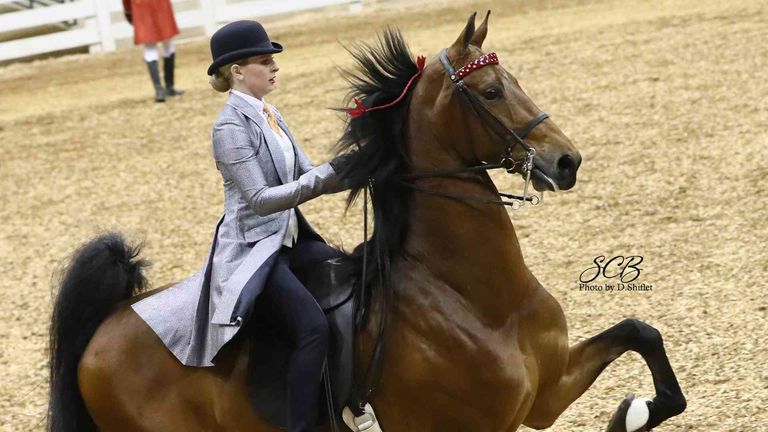 Beginner Equitation 10 & Under WT - JD Massey Classic - 2024 | Videos ...