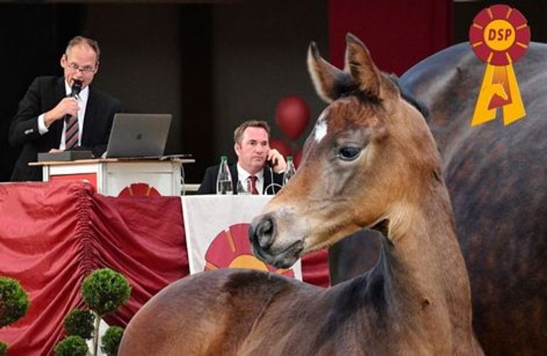 Live Stream - DSP "Shooting Stars" - Fohlenauktion Viernheim - 1 ...