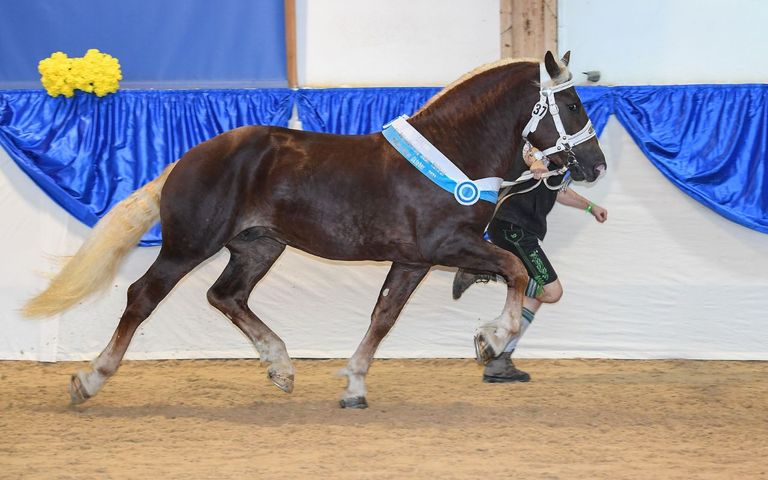 Live Stream - 68. Hengstkörung für die Rasse Süddeutsches Kaltblut ...