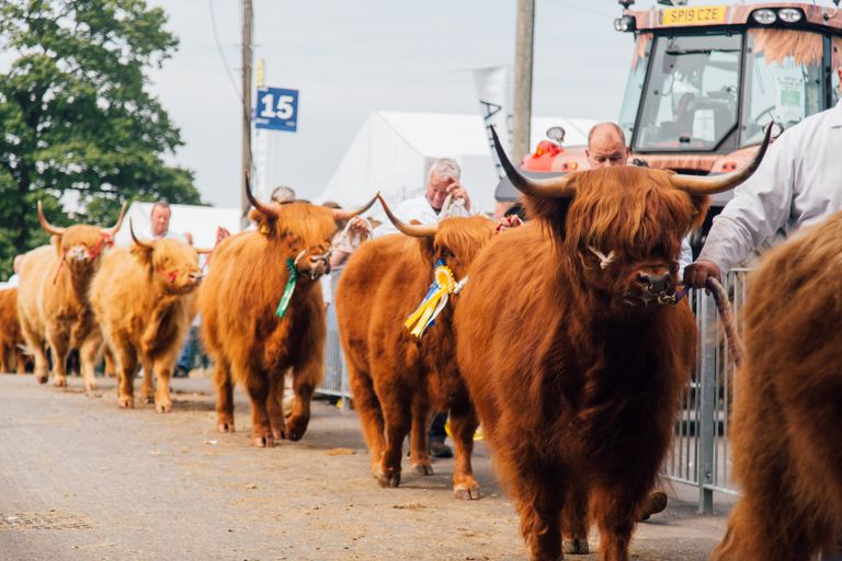Live Stream - Royal Highland Show - 2024 | Videos, Live Streams, Films ...