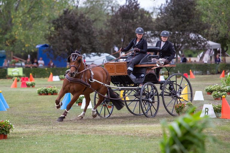 Live Stream - FEI Driving World Championships for Singles 2024 - 2024 ...