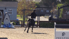 $3,000 Tahoe Beach Club 1.30m JR/AM Jumper Classic II.2.b / 1.20 Junior ...